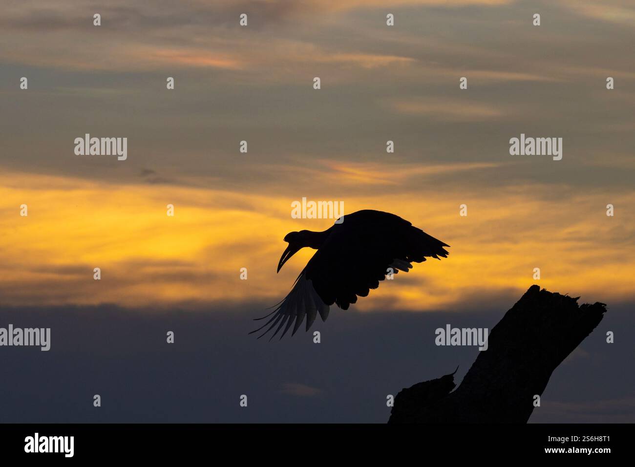 Abyssinian ground hornbill Bucorvus abyssinicus, adult in flight at ...