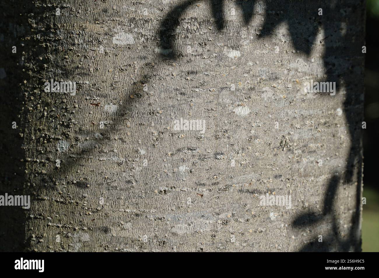 Section of Red Cedar tree bark in closeup showing the distinctive ...