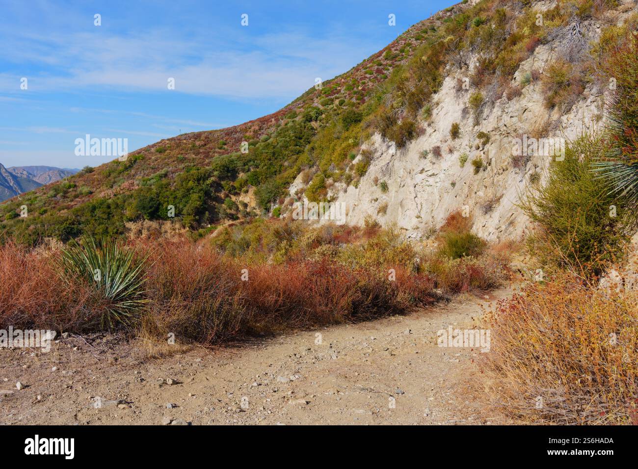 Scenic hiking path meandering through a diverse landscape in Angeles ...