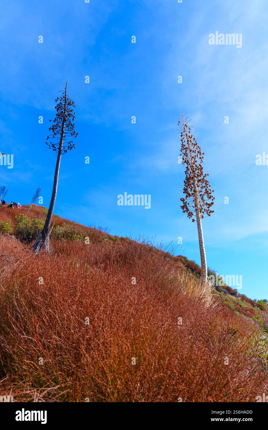 Two tall trees silhouetted against a bright blue sky, surrounded by ...