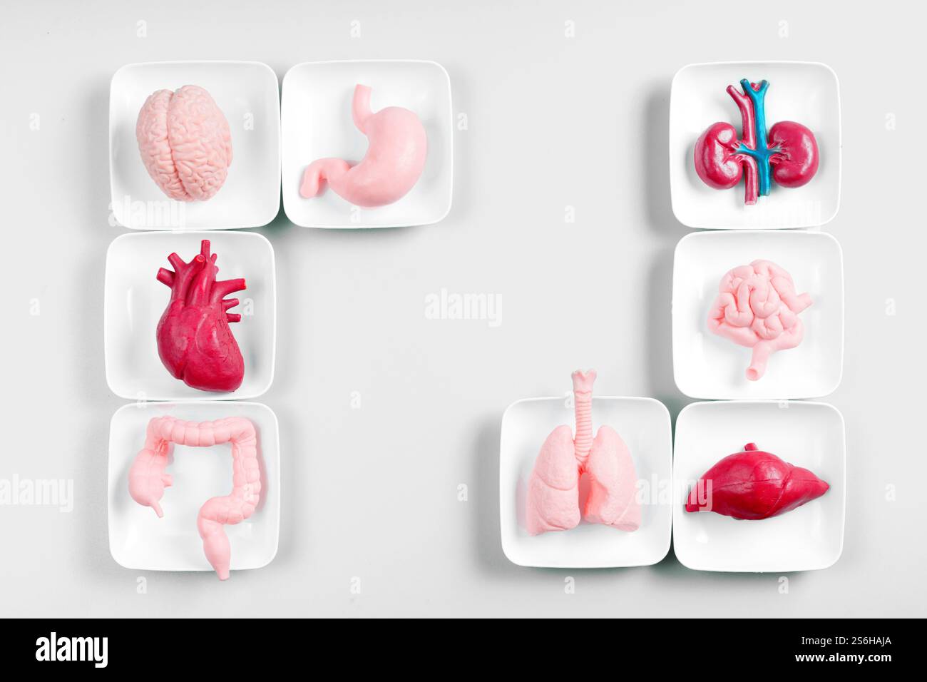 Display of human organ models on plates promoting wellness and ...