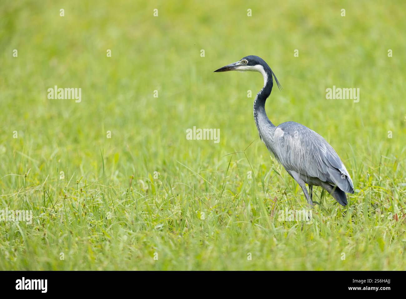 Black-headed heron Ardea melanocephala, adult foraging in marsh, Bigodi ...