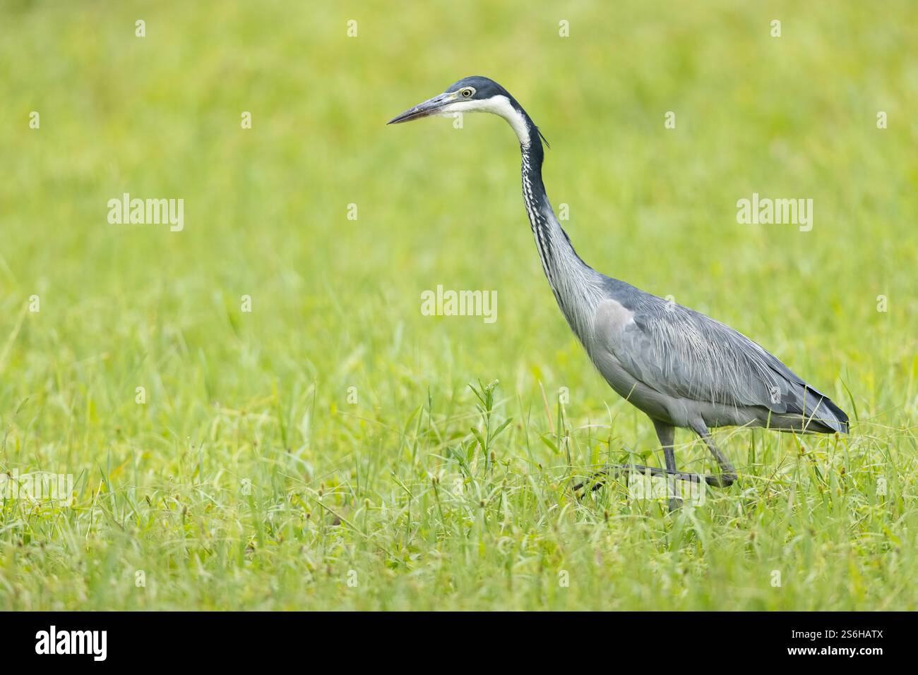 Black-headed heron Ardea melanocephala, adult foraging in marsh, Bigodi ...