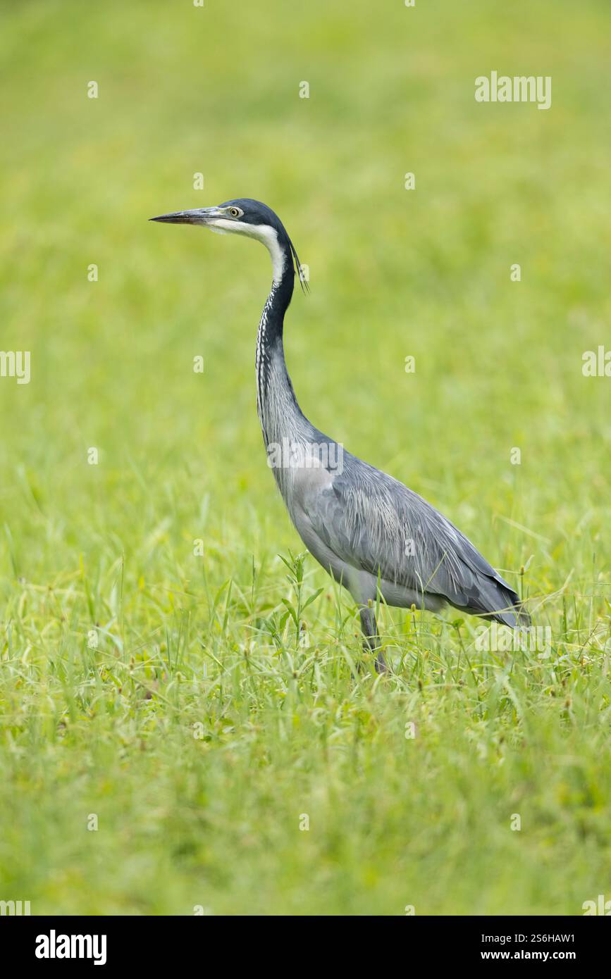 Black-headed heron Ardea melanocephala, adult foraging in marsh, Bigodi ...