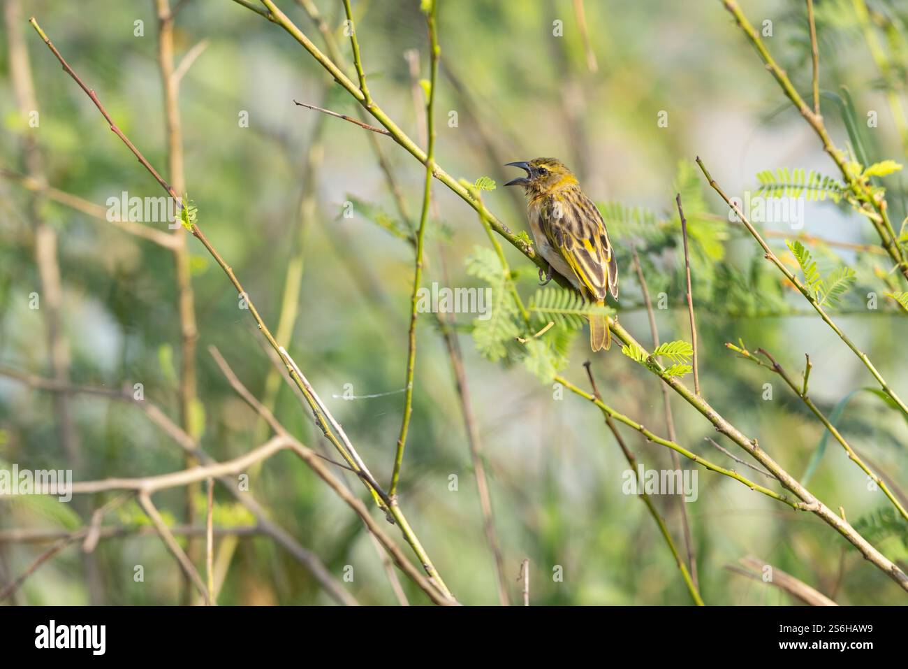 Black-headed weaver Ploceus melanocephalus, adult female perched in ...