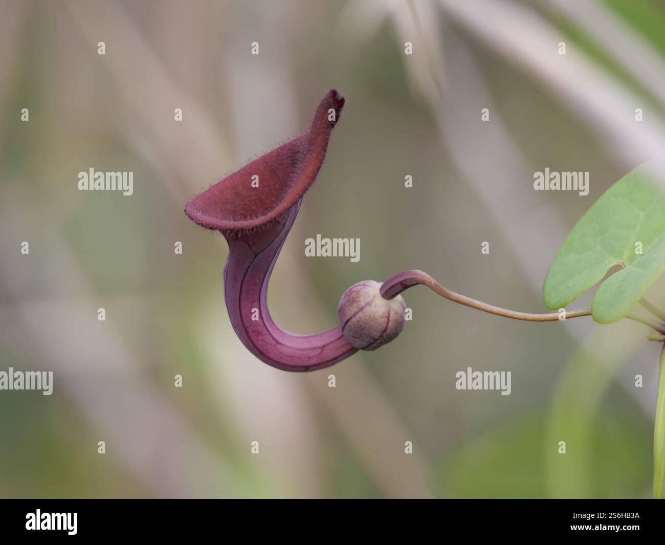 The Andalusian Dutchman's Pipe Aristolochia Baetica blooms in February ...