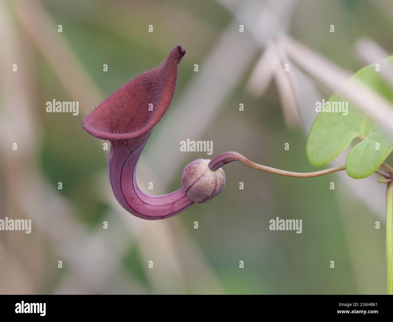 The Andalusian Dutchman's Pipe Aristolochia Baetica blooms in February ...