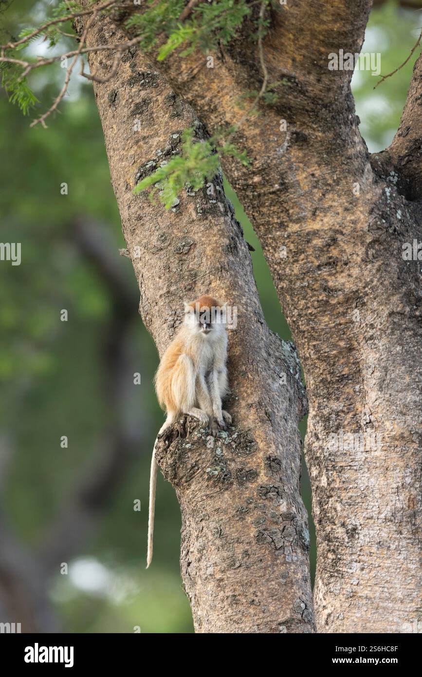 Common patas monkey Erythrocebus patas, juvenile perched in tree ...