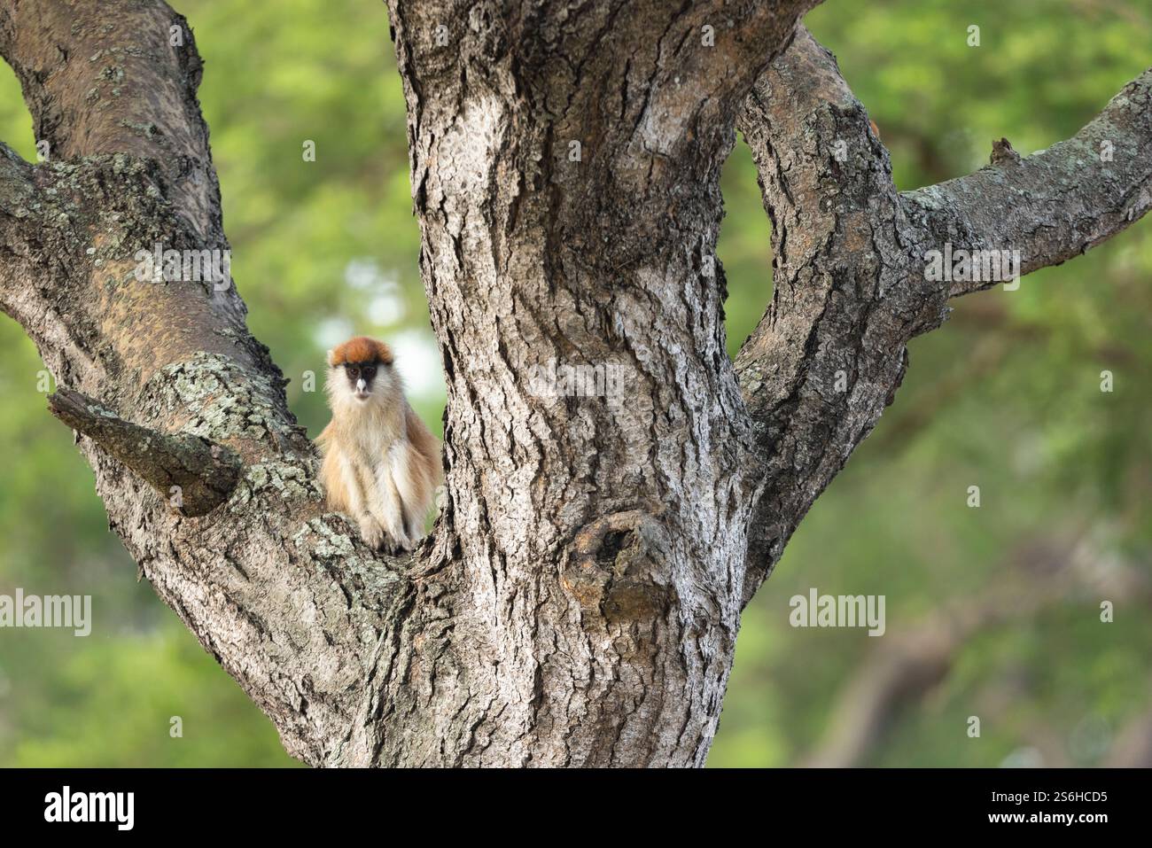 Common patas monkey Erythrocebus patas, juvenile perched in tree ...