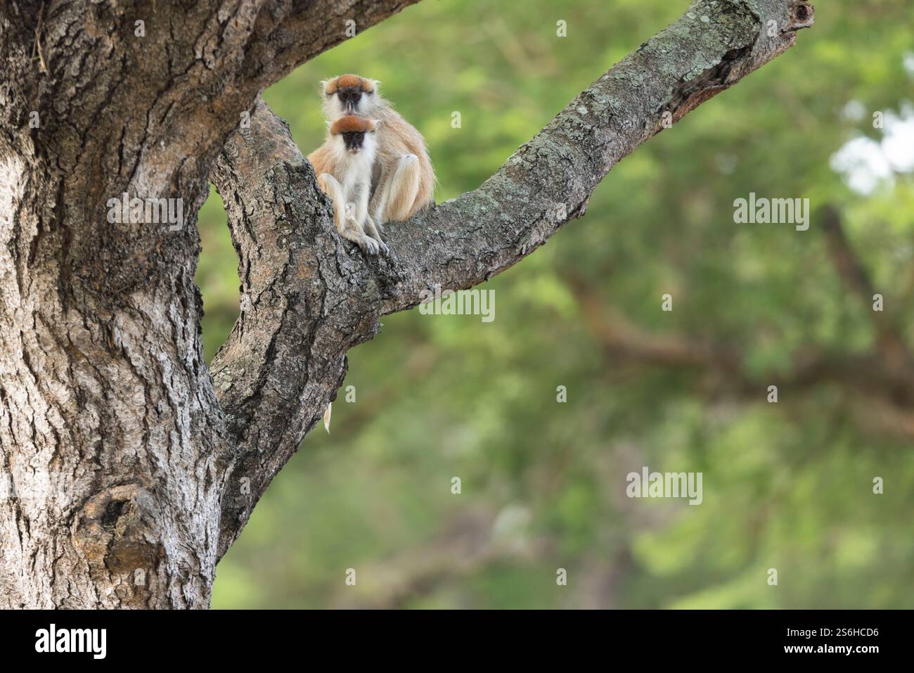 Common patas monkey Erythrocebus patas, adult and juvenile perched in ...