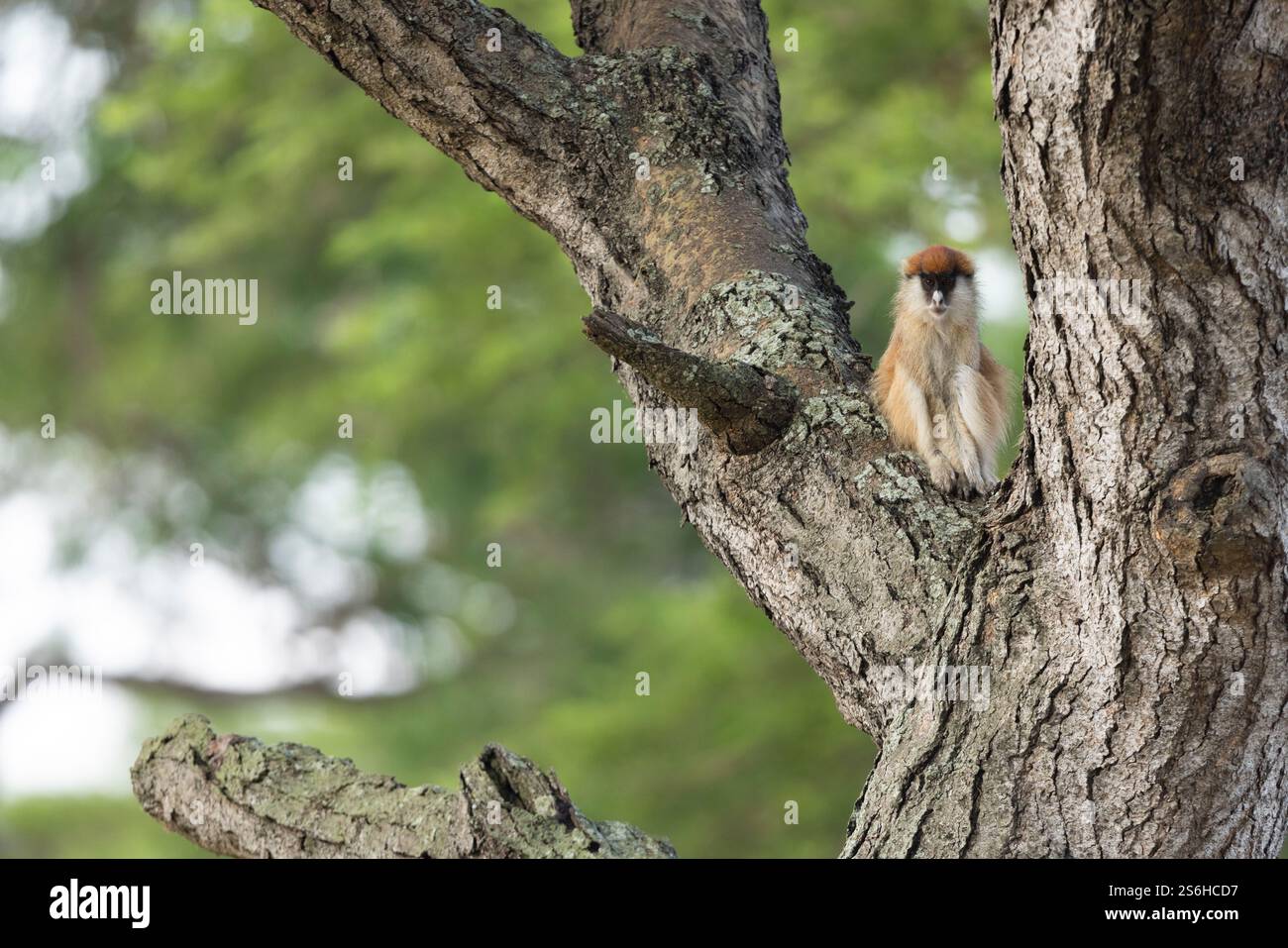 Common patas monkey Erythrocebus patas, juvenile perched in tree ...