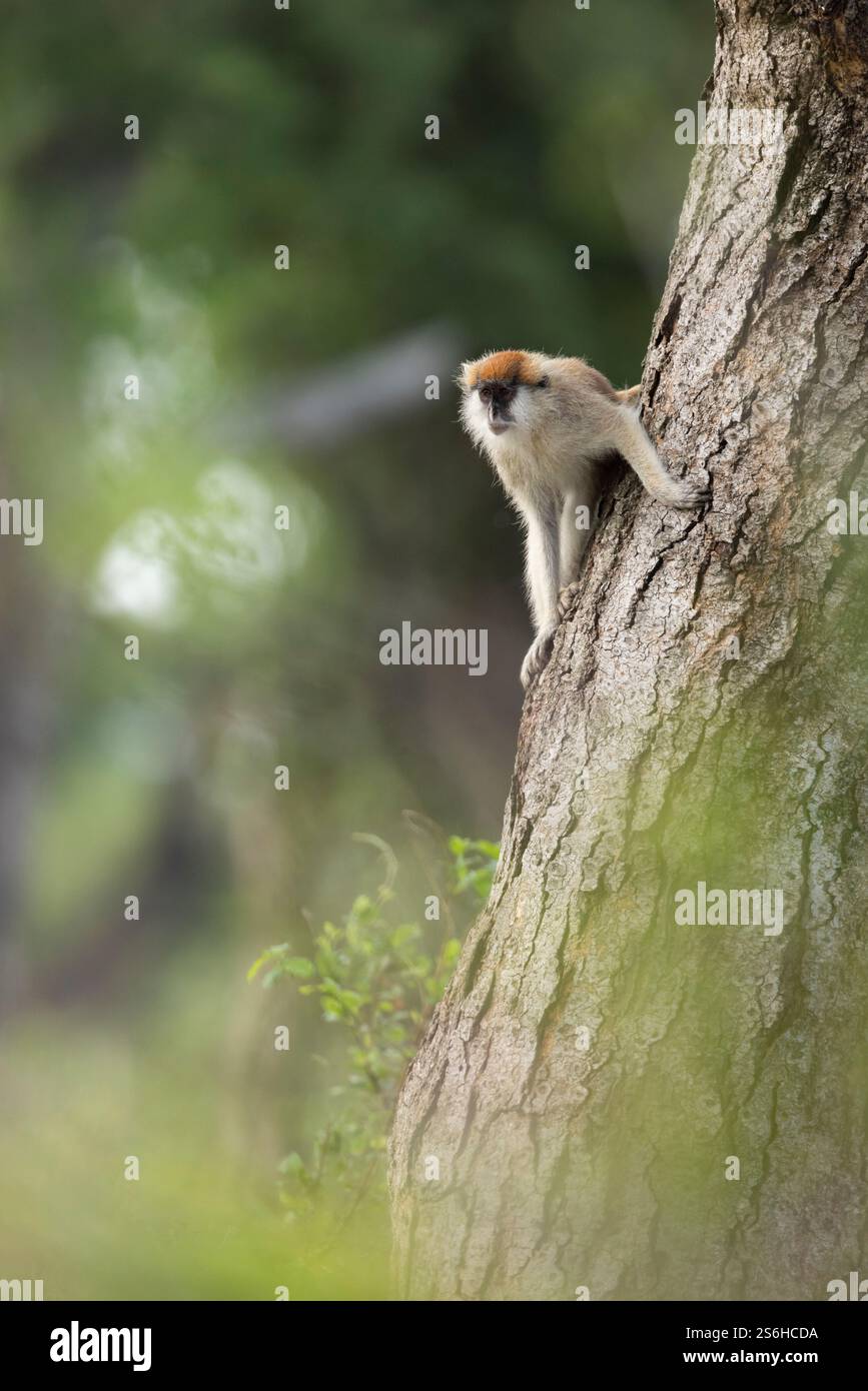 Common patas monkey Erythrocebus patas, juvenile perched in tree ...