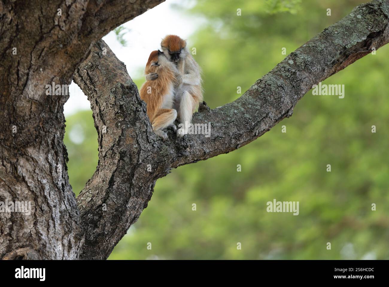 Common patas monkey Erythrocebus patas, adult and juvenile perched in ...