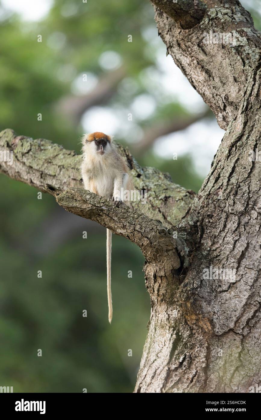Common patas monkey Erythrocebus patas, juvenile perched in tree ...