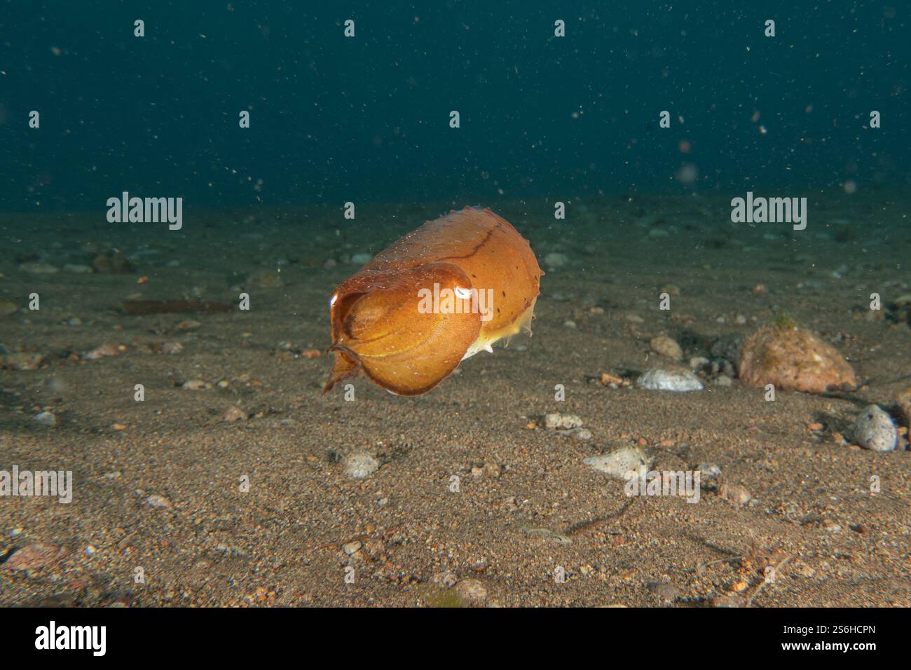 Common Cuttlefish in the Sea of the Philippines Stock Photo - Alamy