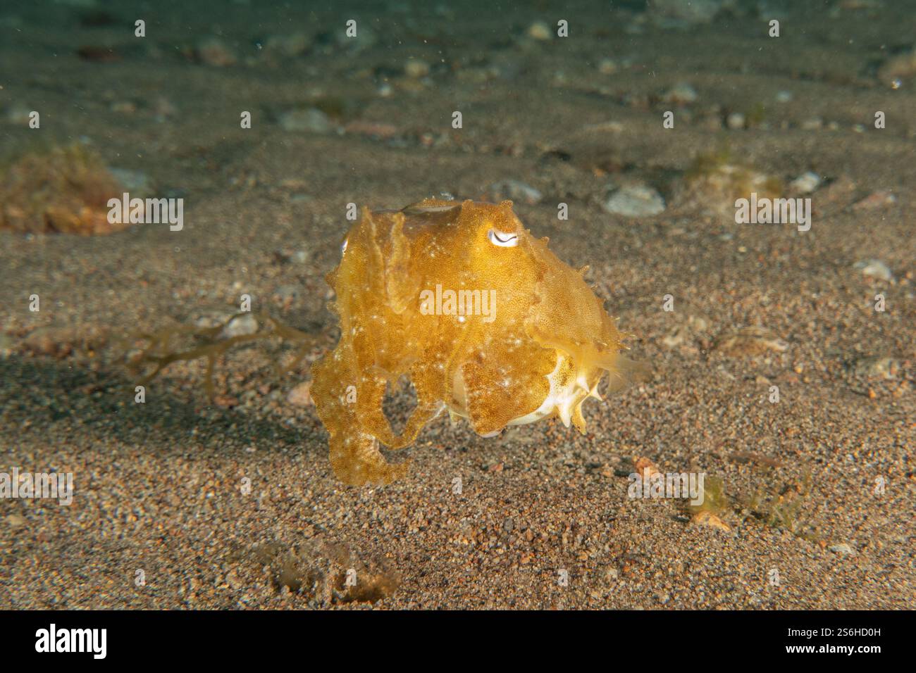 Common Cuttlefish in the Sea of the Philippines Stock Photo - Alamy