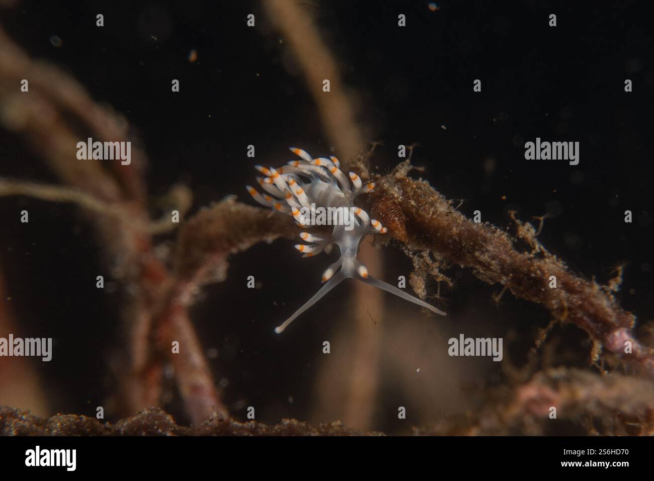 Sea slug in the Sea of the Philippines Stock Photo - Alamy