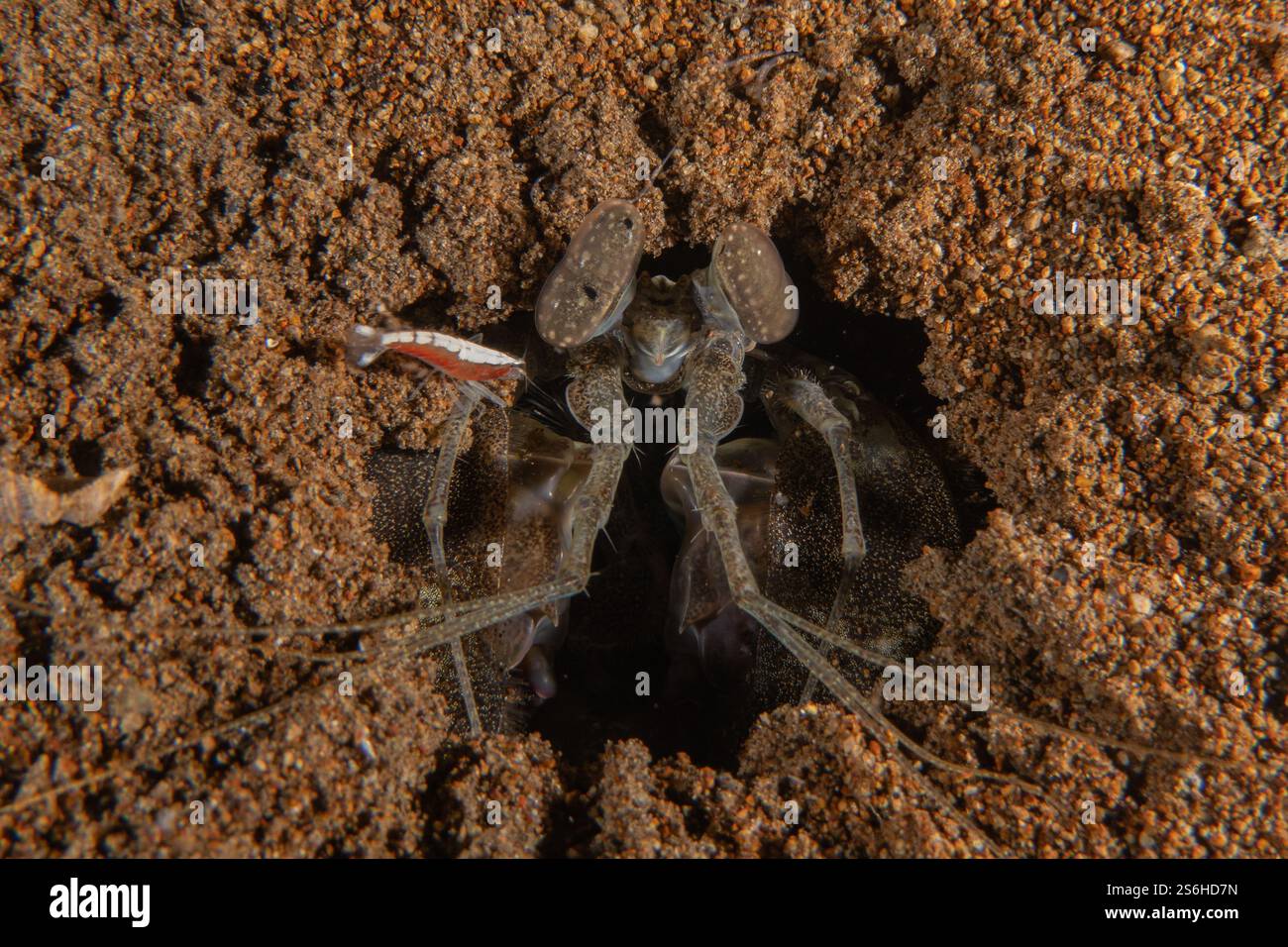 long-legged spider crab in the Sea of the Philippines Stock Photo - Alamy