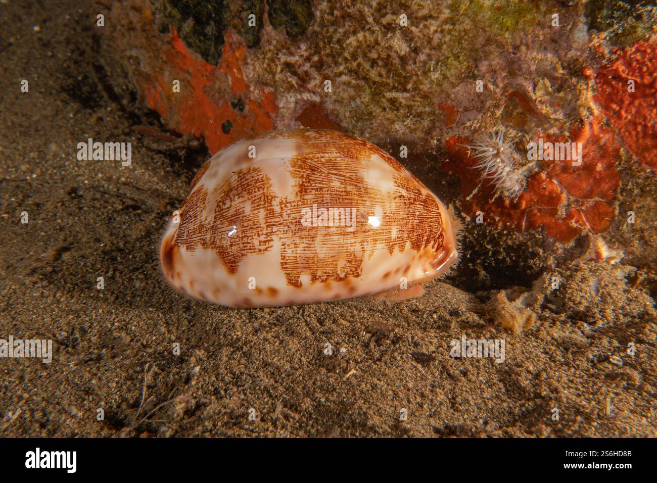 Conus Textile On the seabed in the Red Sea, Eilat Israel Stock Photo ...