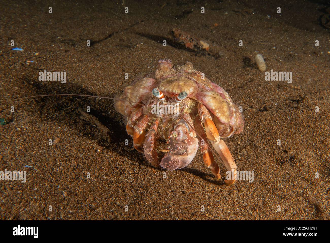 Hermit Crab in the Sea of the Philippines Stock Photo - Alamy