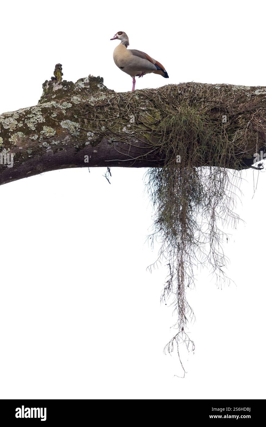 Roosting perching tree Cut Out Stock Images & Pictures - Alamy