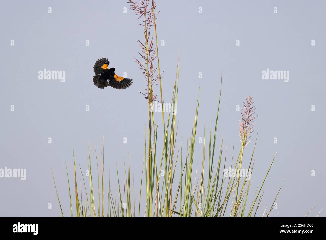 Fan-tailed widowbird Euplectes axillaris, adult male in flight, Mabamba ...