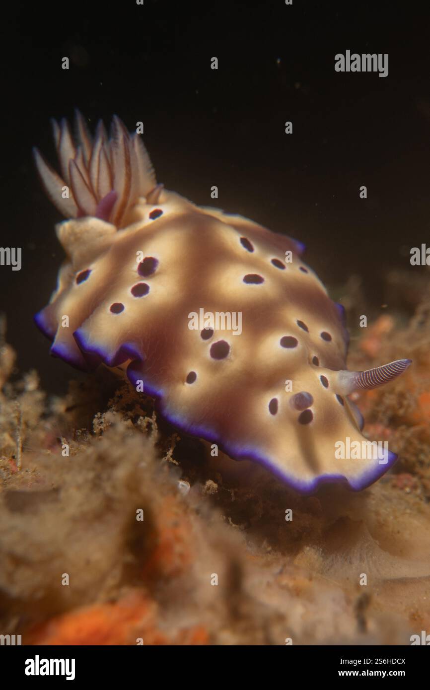 Sea slug in the Sea of the Philippines Stock Photo - Alamy