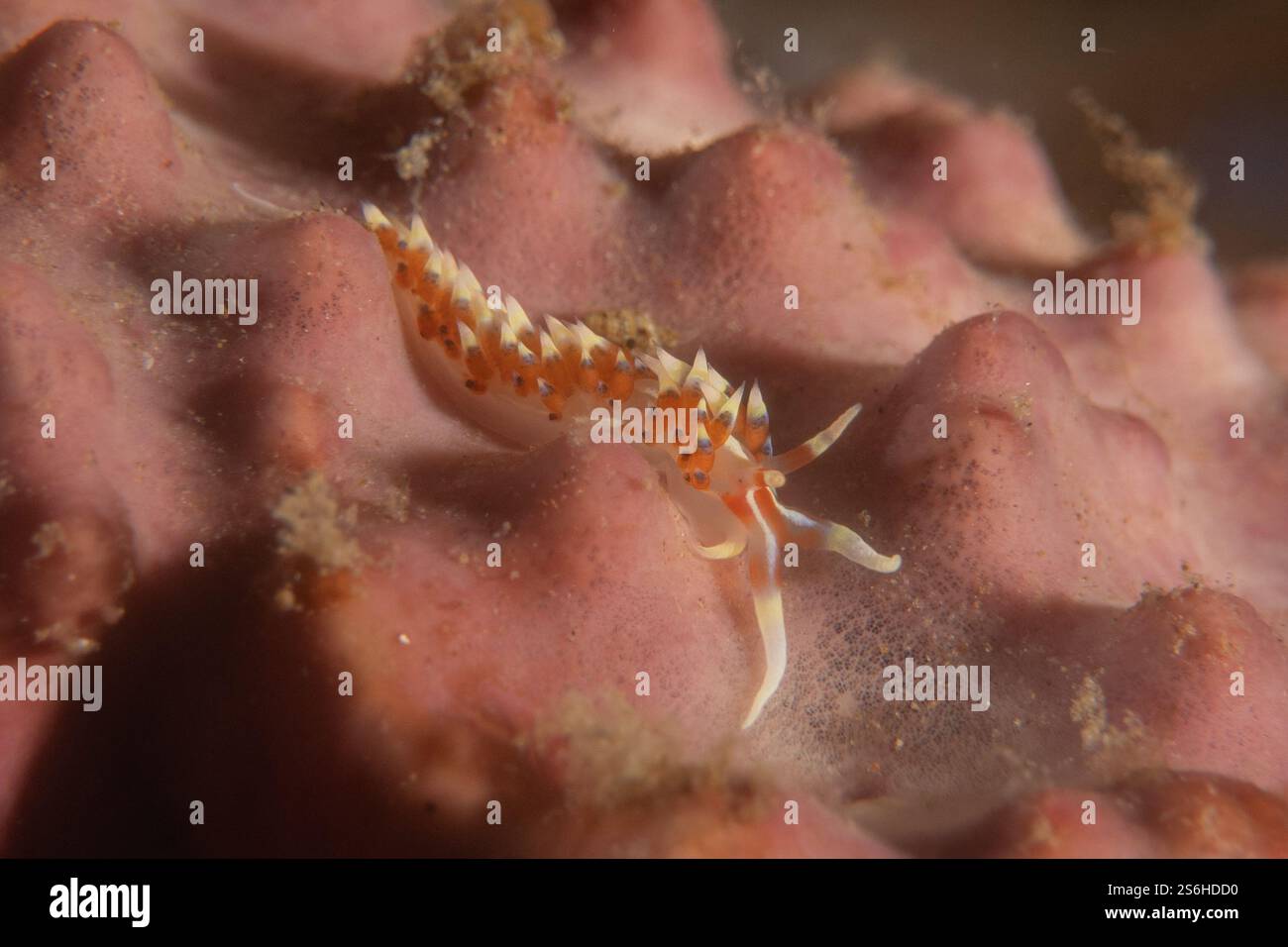 Sea slug in the Sea of the Philippines Stock Photo - Alamy