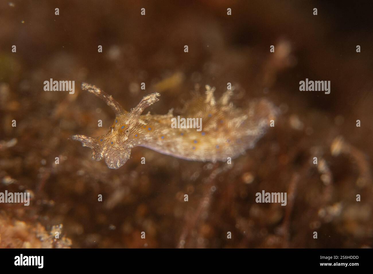 Sea slug in the Sea of the Philippines Stock Photo - Alamy
