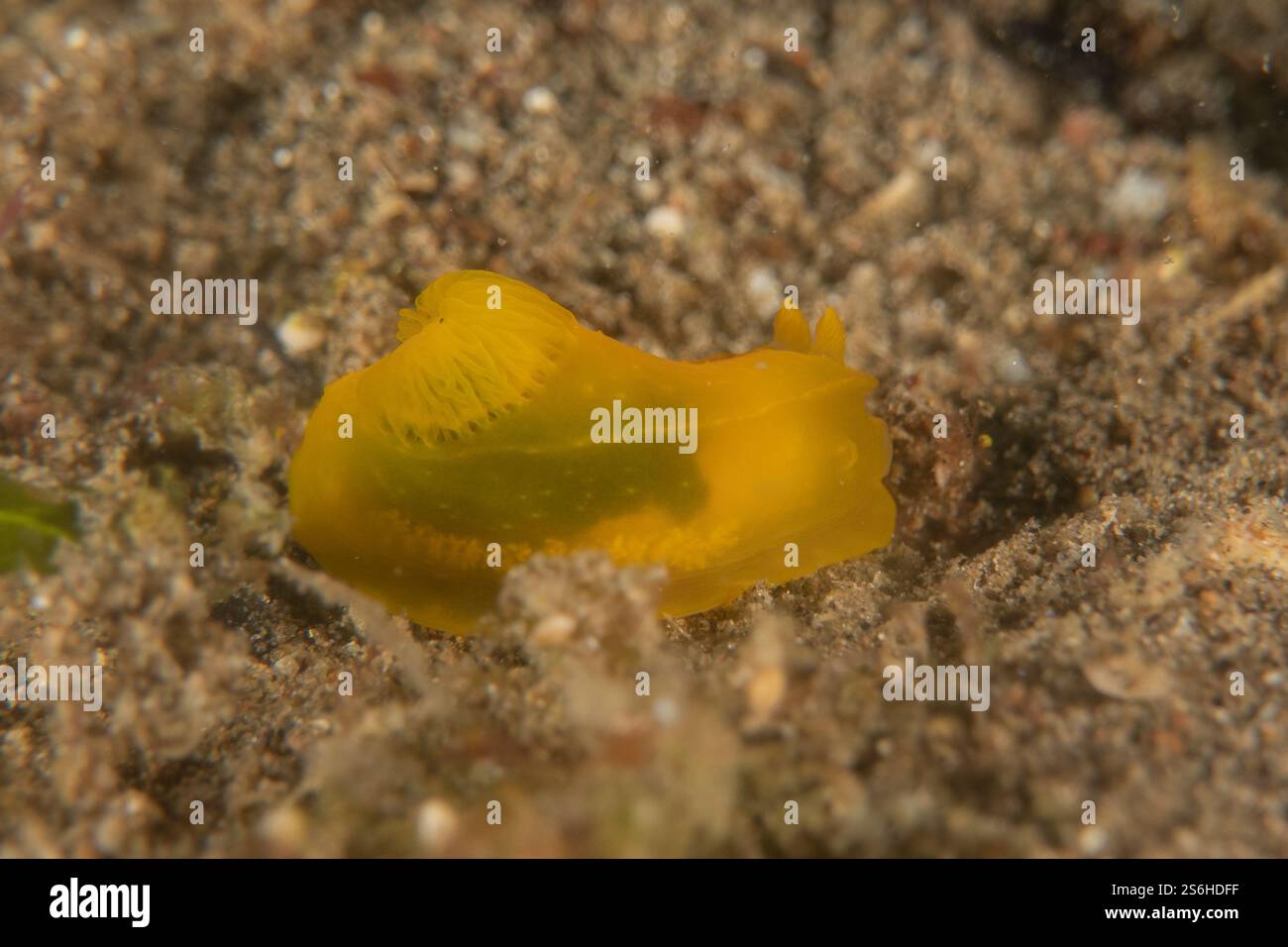 Sea slug in the Sea of the Philippines Stock Photo - Alamy