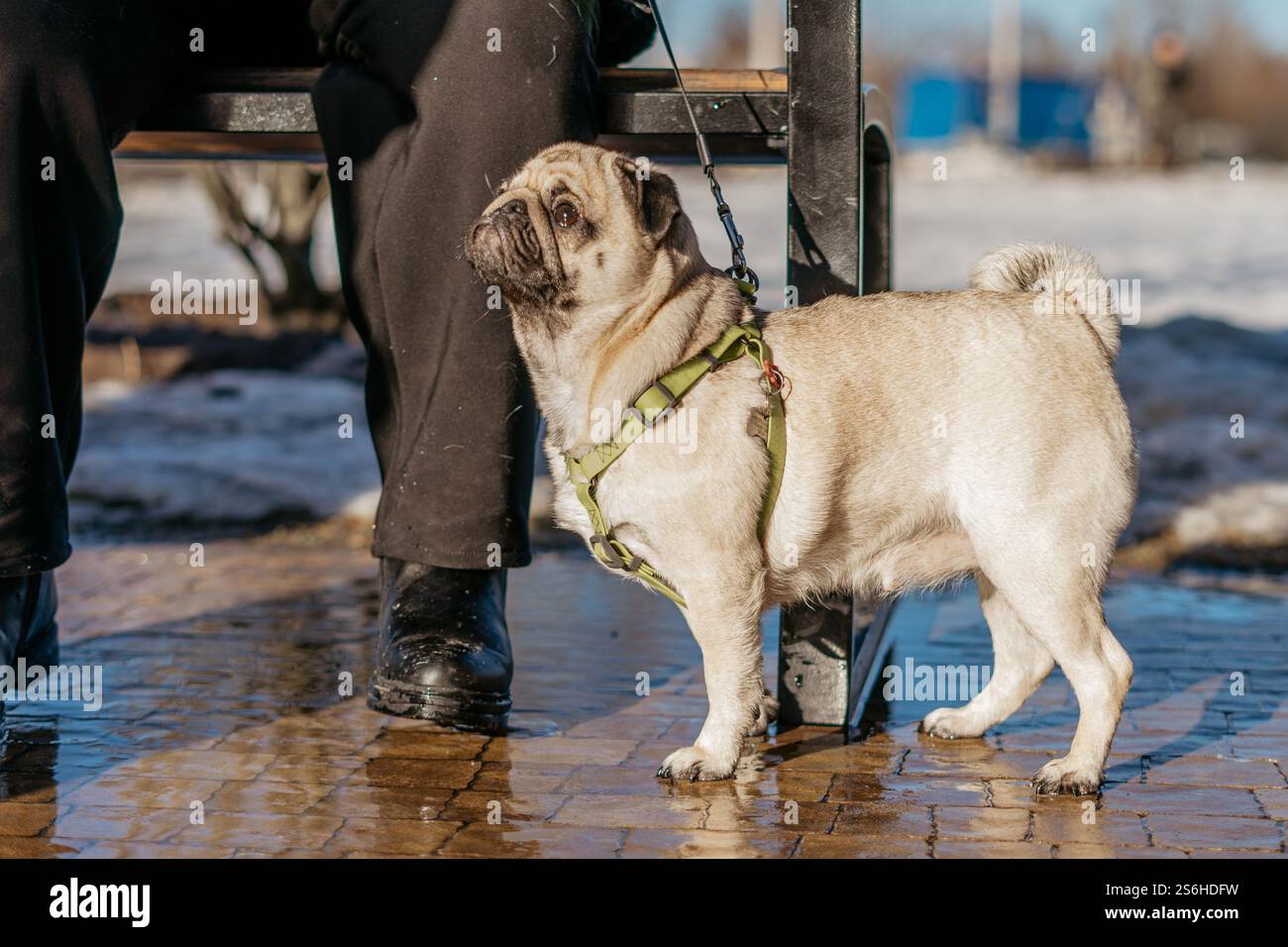 the dog is out for a walk Stock Photo - Alamy