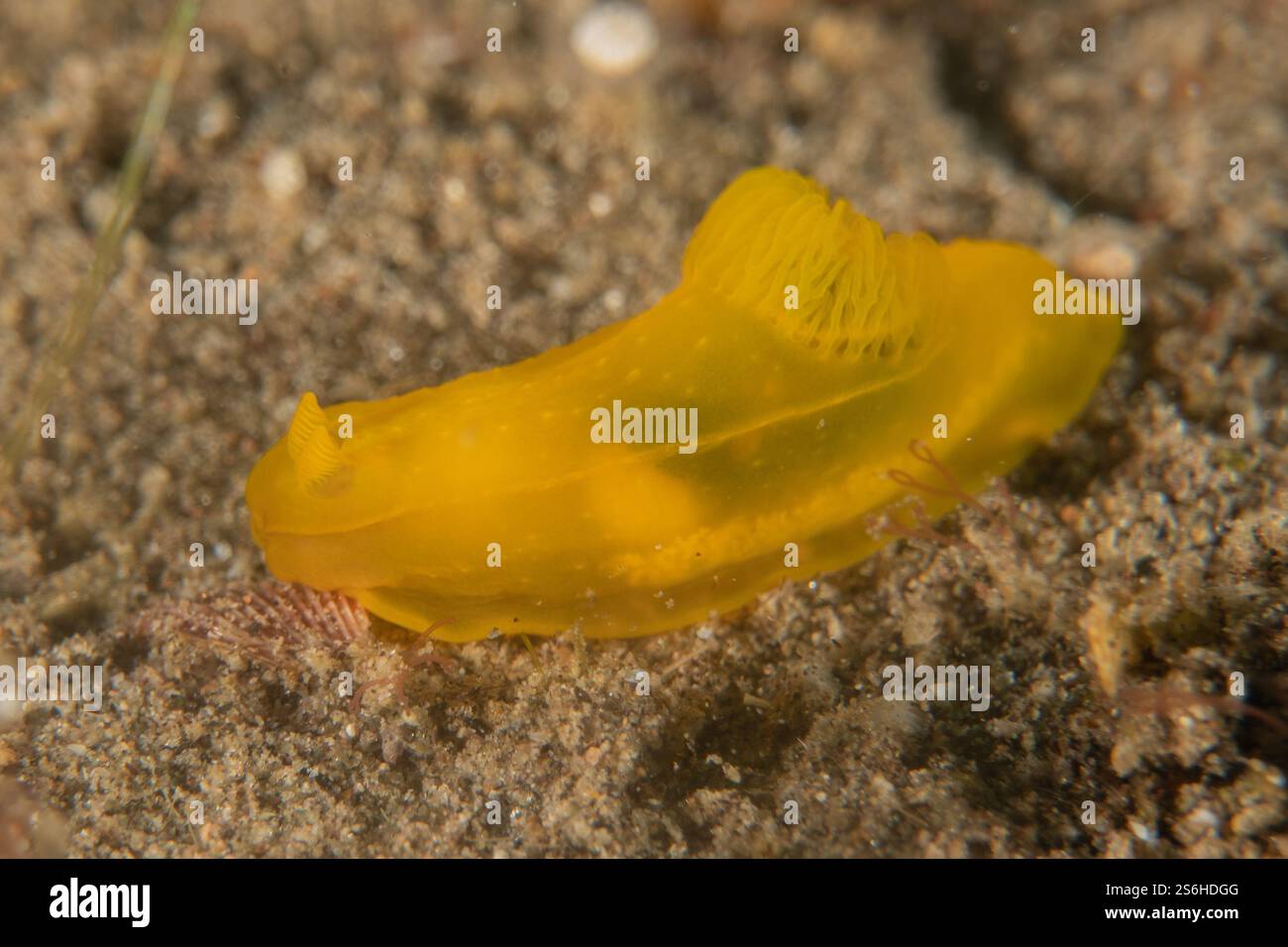Sea slug in the Sea of the Philippines Stock Photo - Alamy
