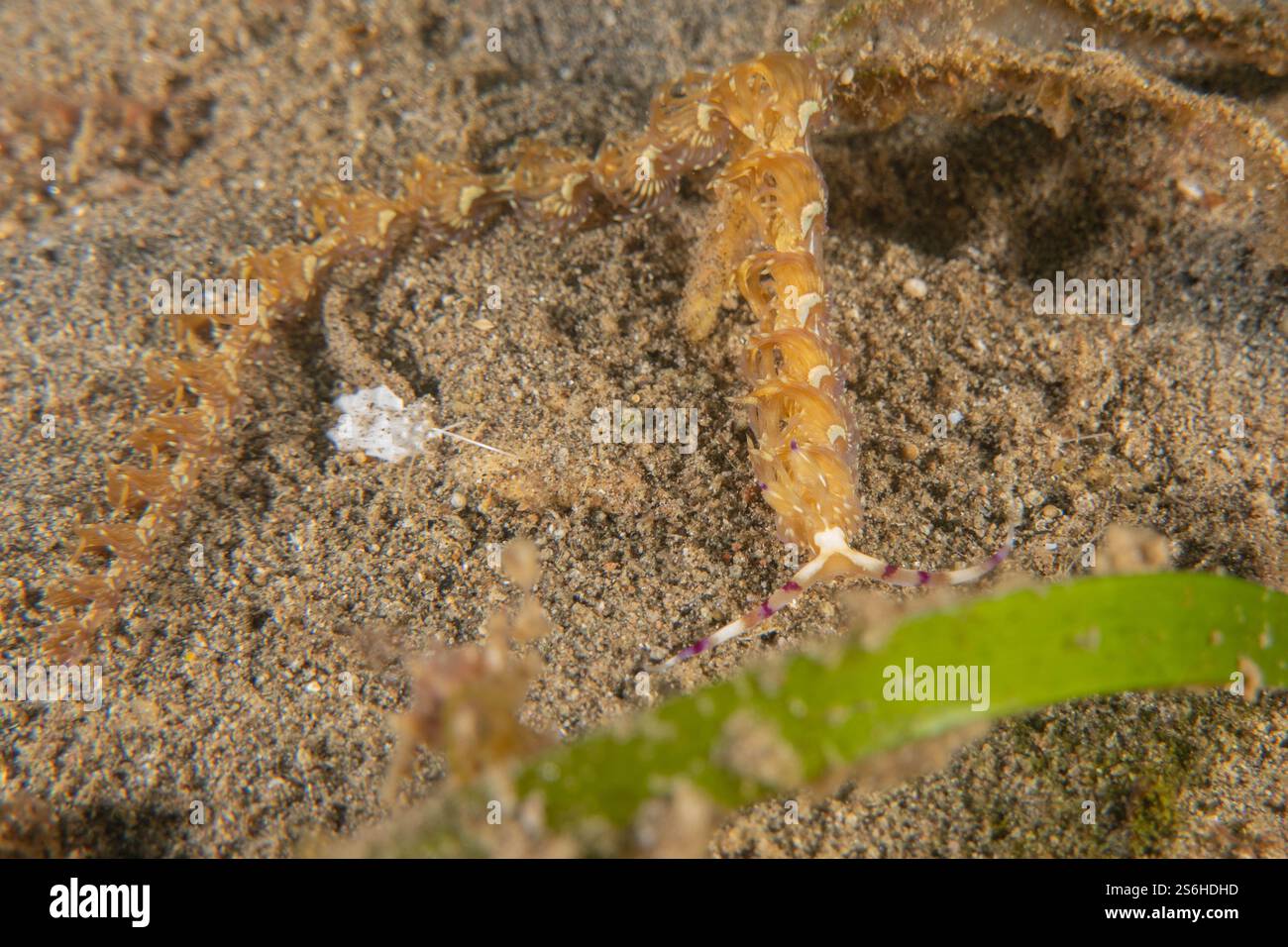 Sea slug in the Sea of the Philippines Stock Photo - Alamy