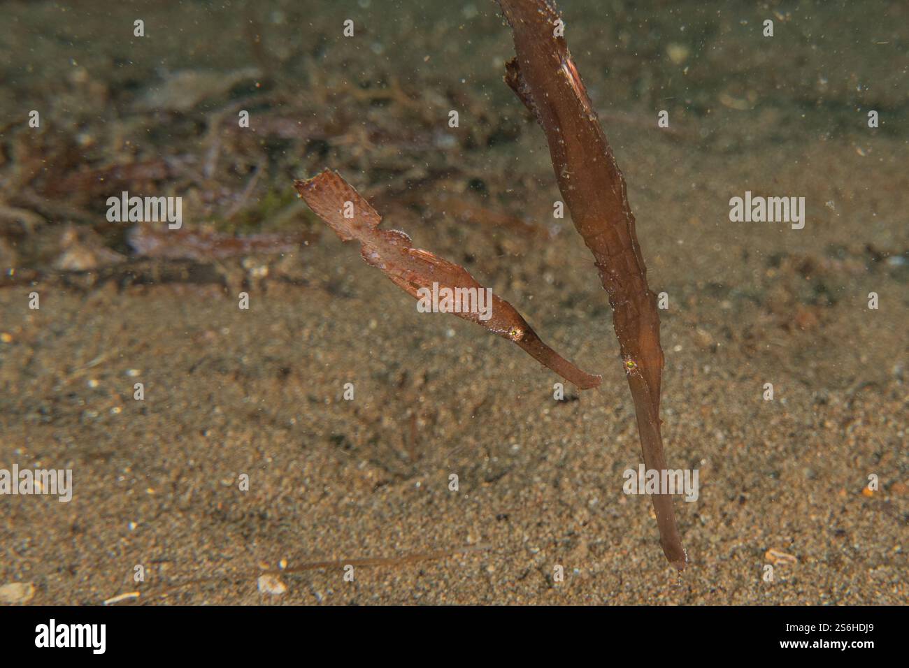 Ghost fish swim in the Sea of the Philippines Stock Photo - Alamy