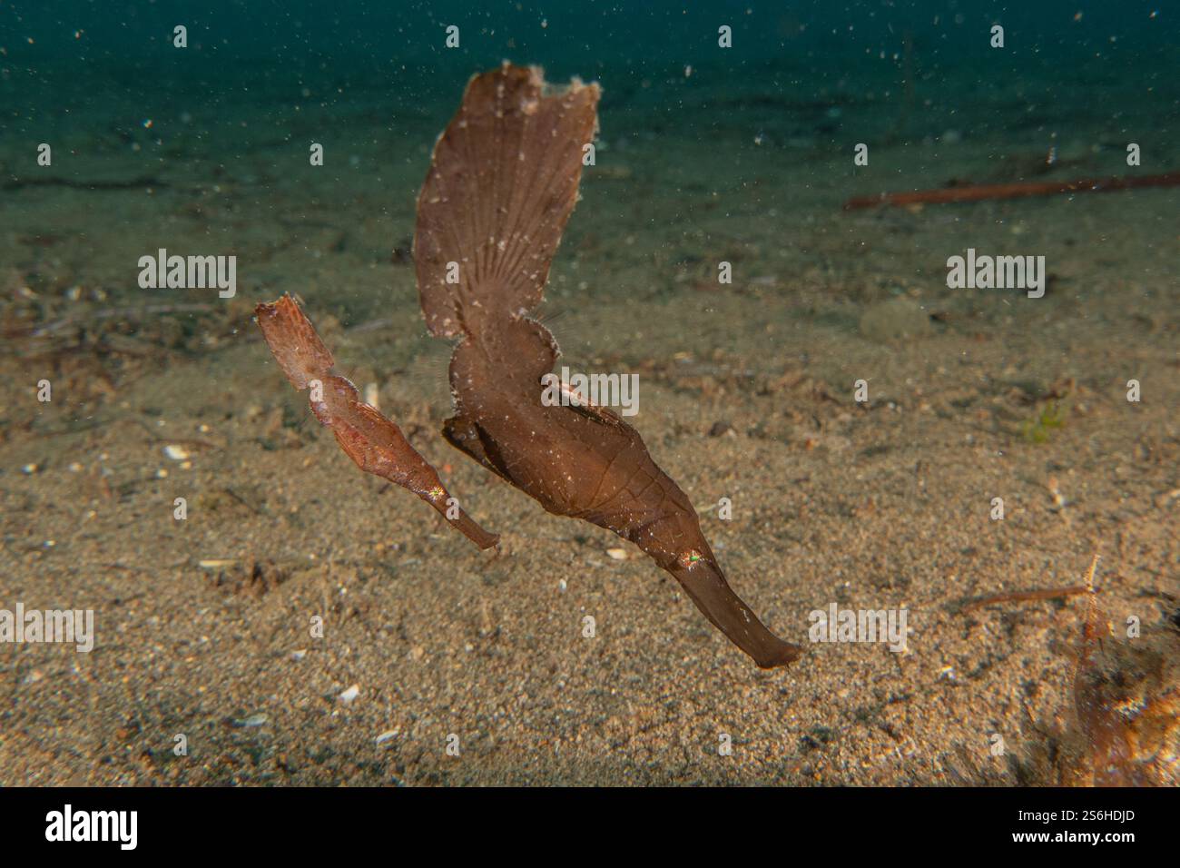 Ghost fish swim in the Sea of the Philippines Stock Photo - Alamy