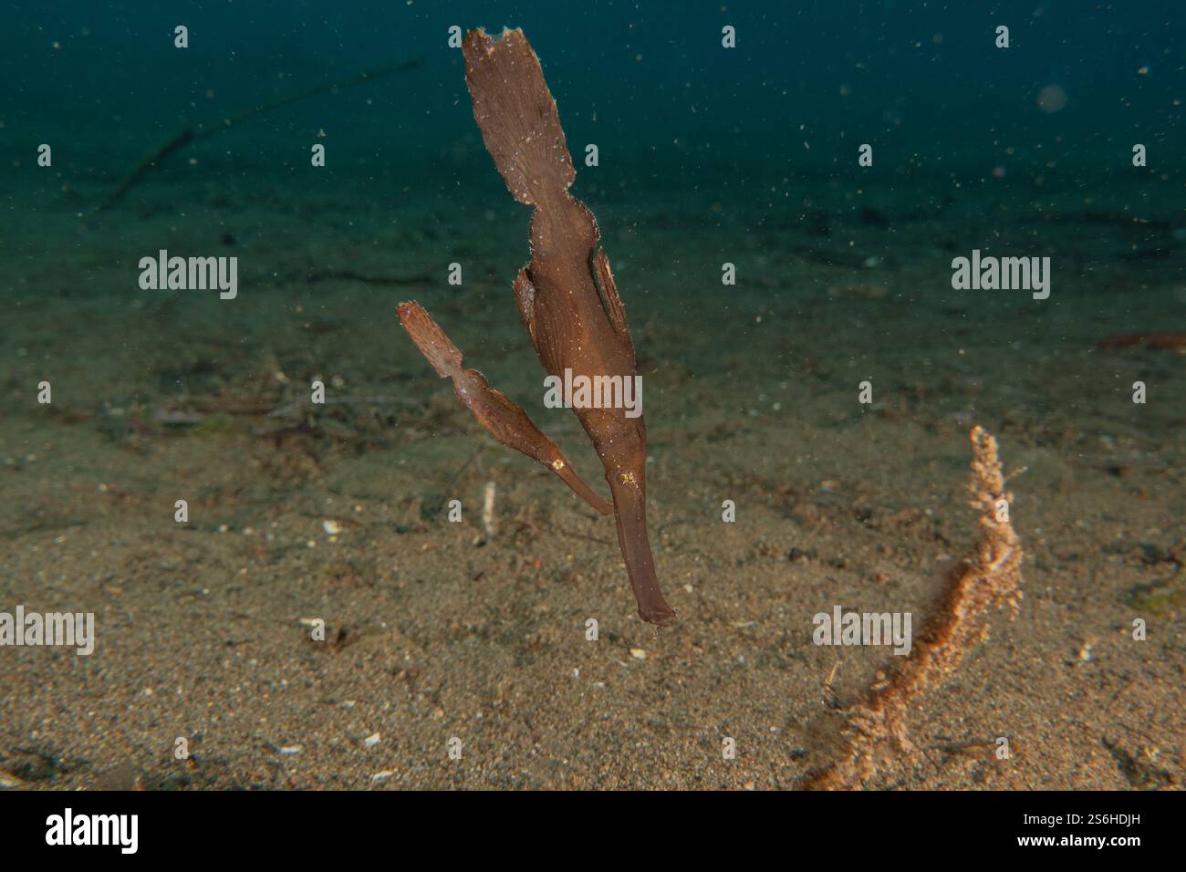 Ghost fish swim in the Sea of the Philippines Stock Photo - Alamy