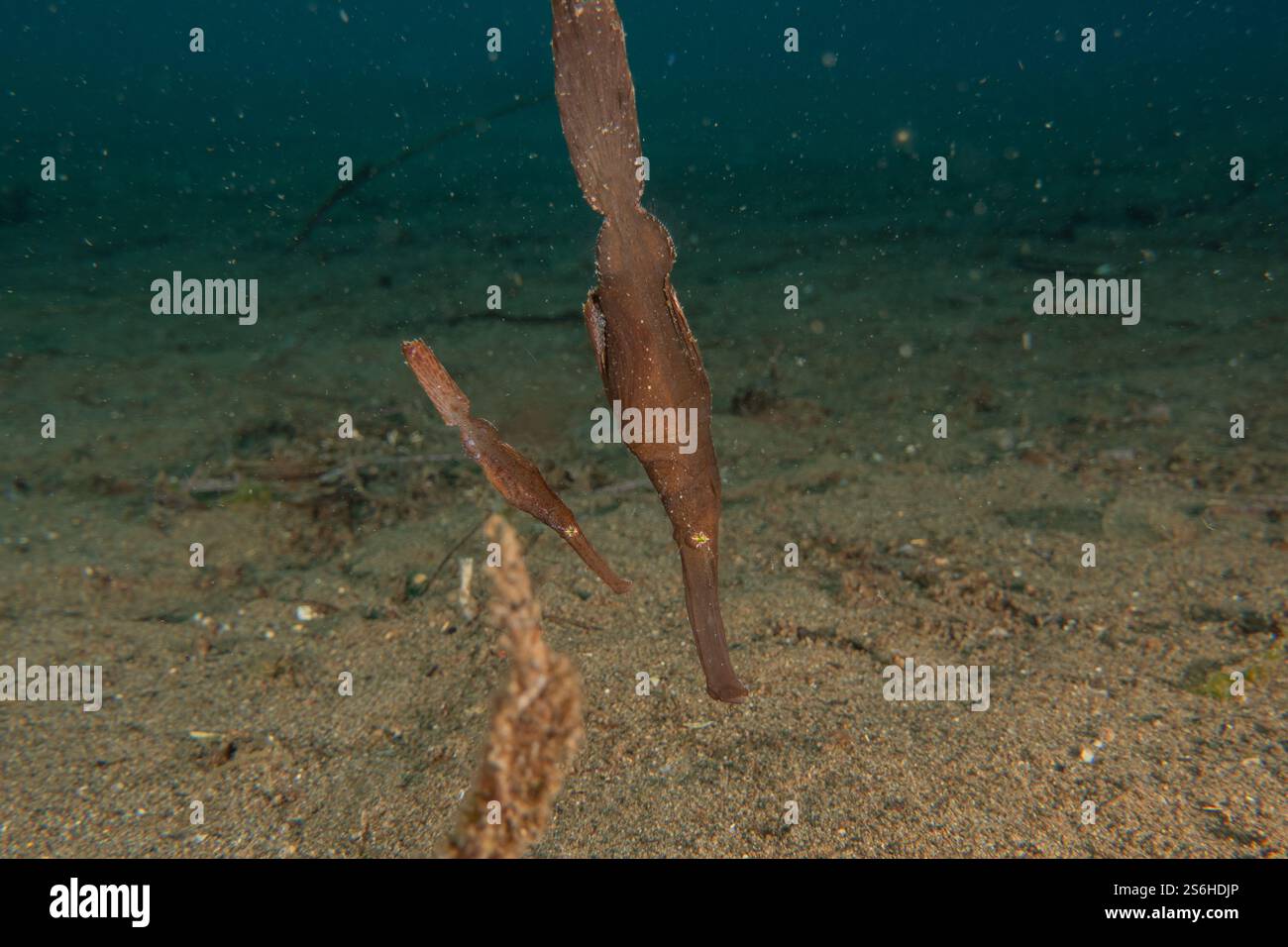 Ghost fish swim in the Sea of the Philippines Stock Photo - Alamy