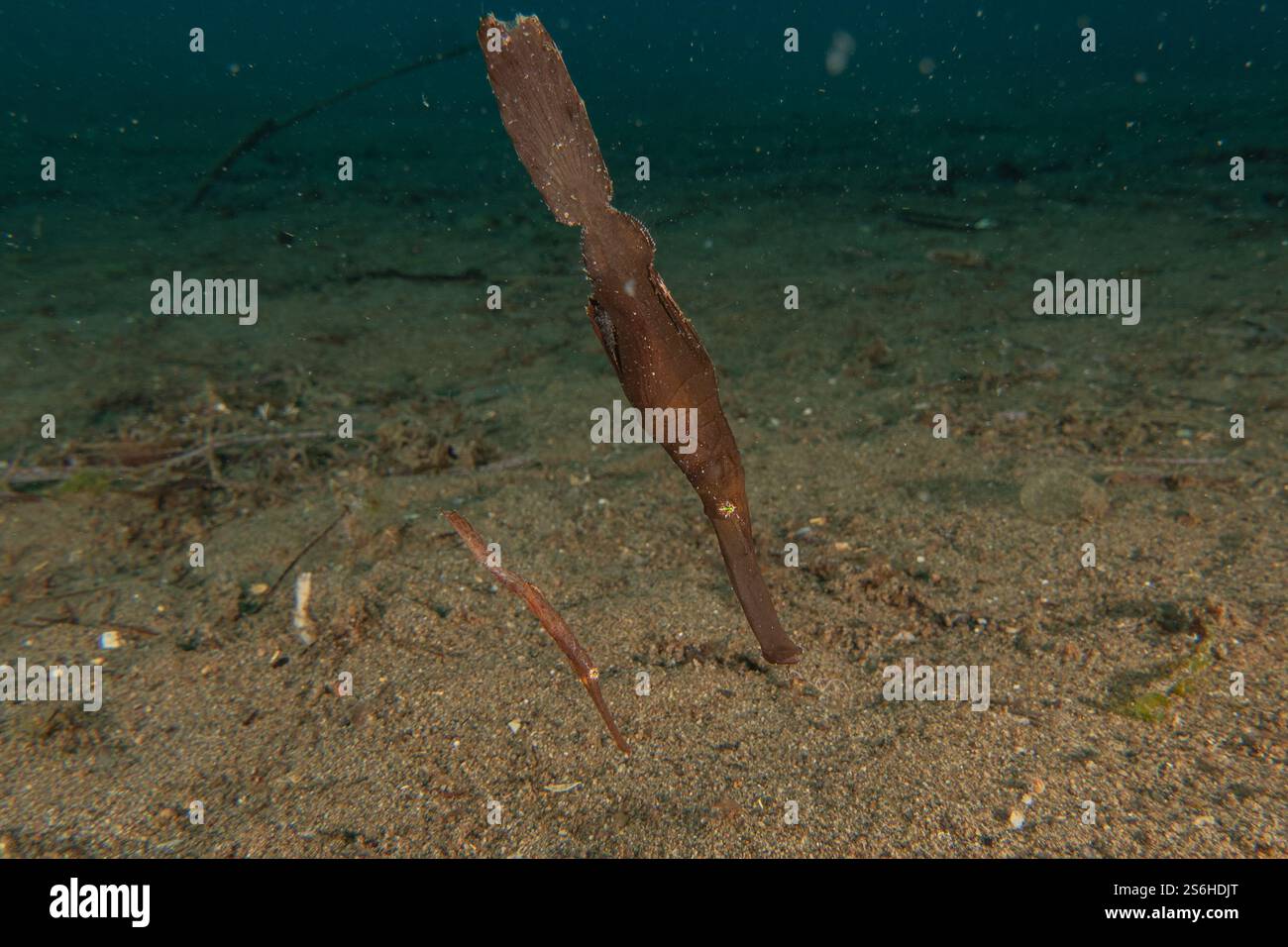 Ghost fish swim in the Sea of the Philippines Stock Photo - Alamy