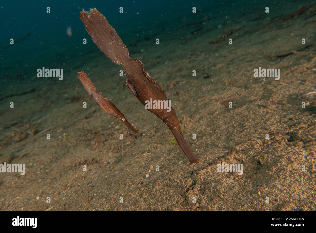 Ghost fish swim in the Sea of the Philippines Stock Photo - Alamy