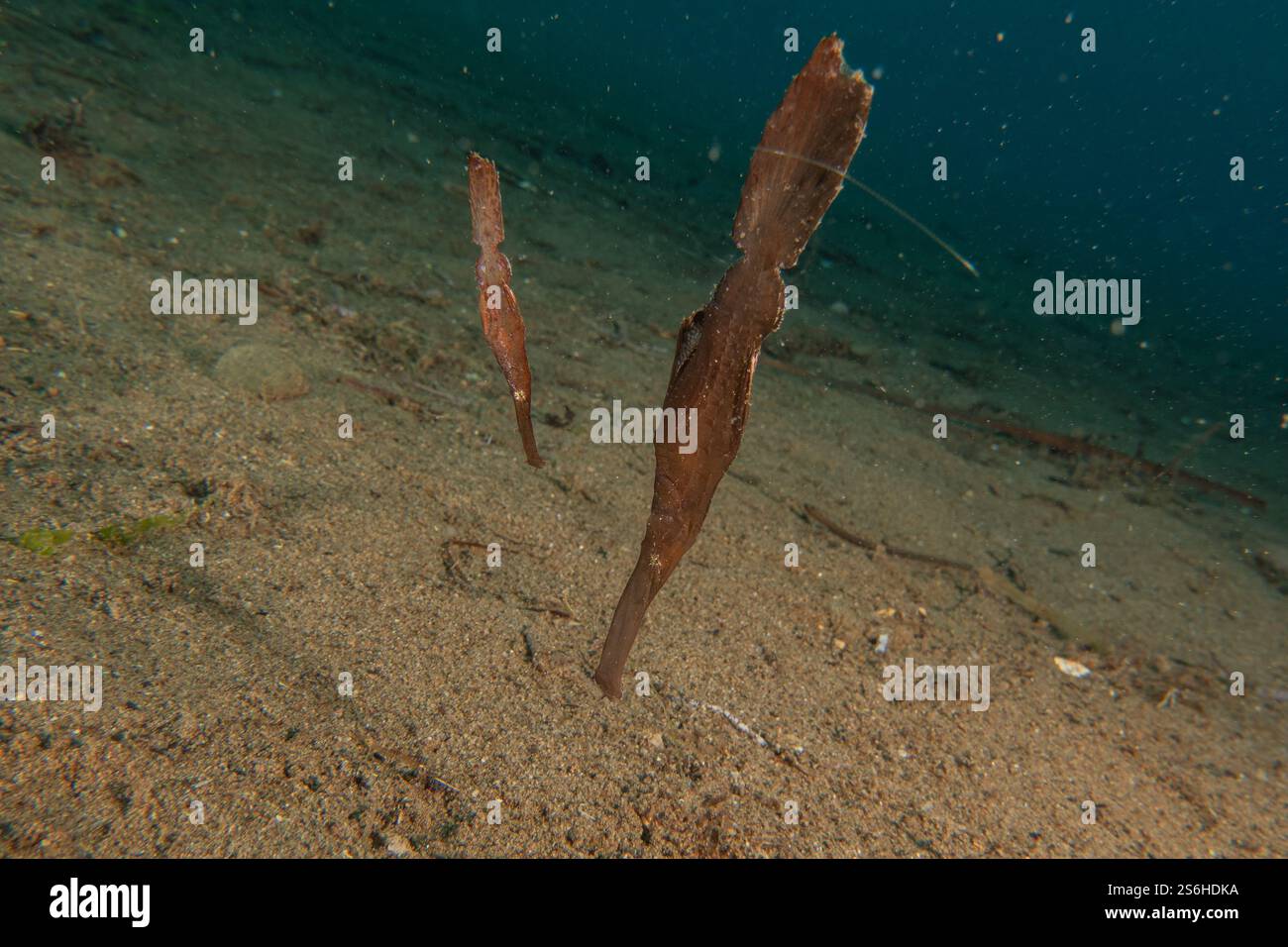 Ghost fish swim in the Sea of the Philippines Stock Photo - Alamy