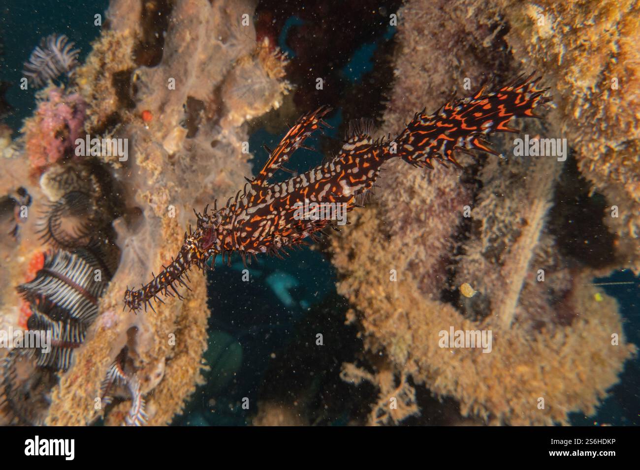 Ghost fish swim in the Sea of the Philippines Stock Photo - Alamy