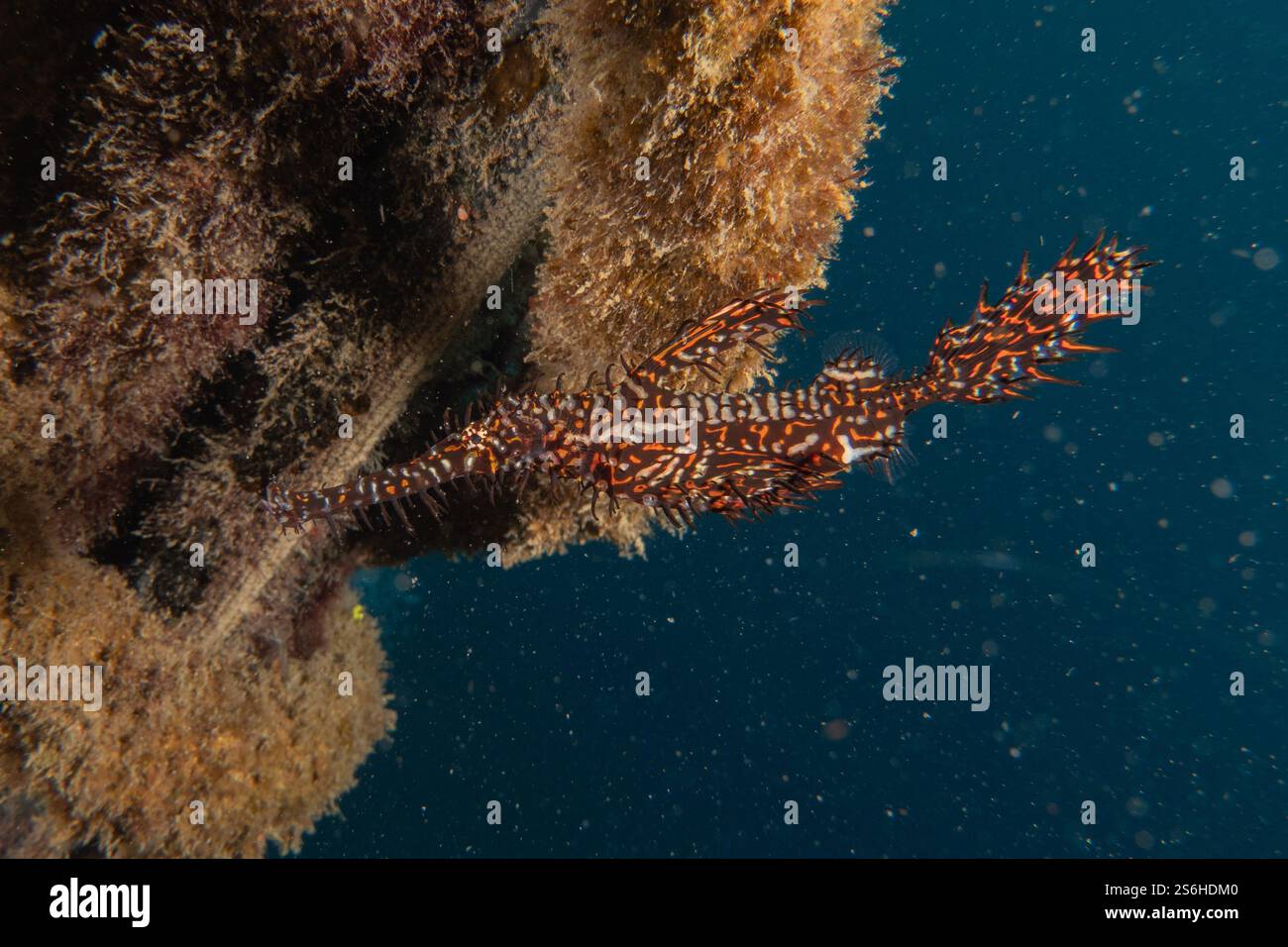 Ghost fish swim in the Sea of the Philippines Stock Photo - Alamy