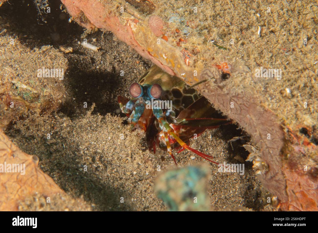 Mantis crayfish in the Sea of the Philippines Stock Photo - Alamy