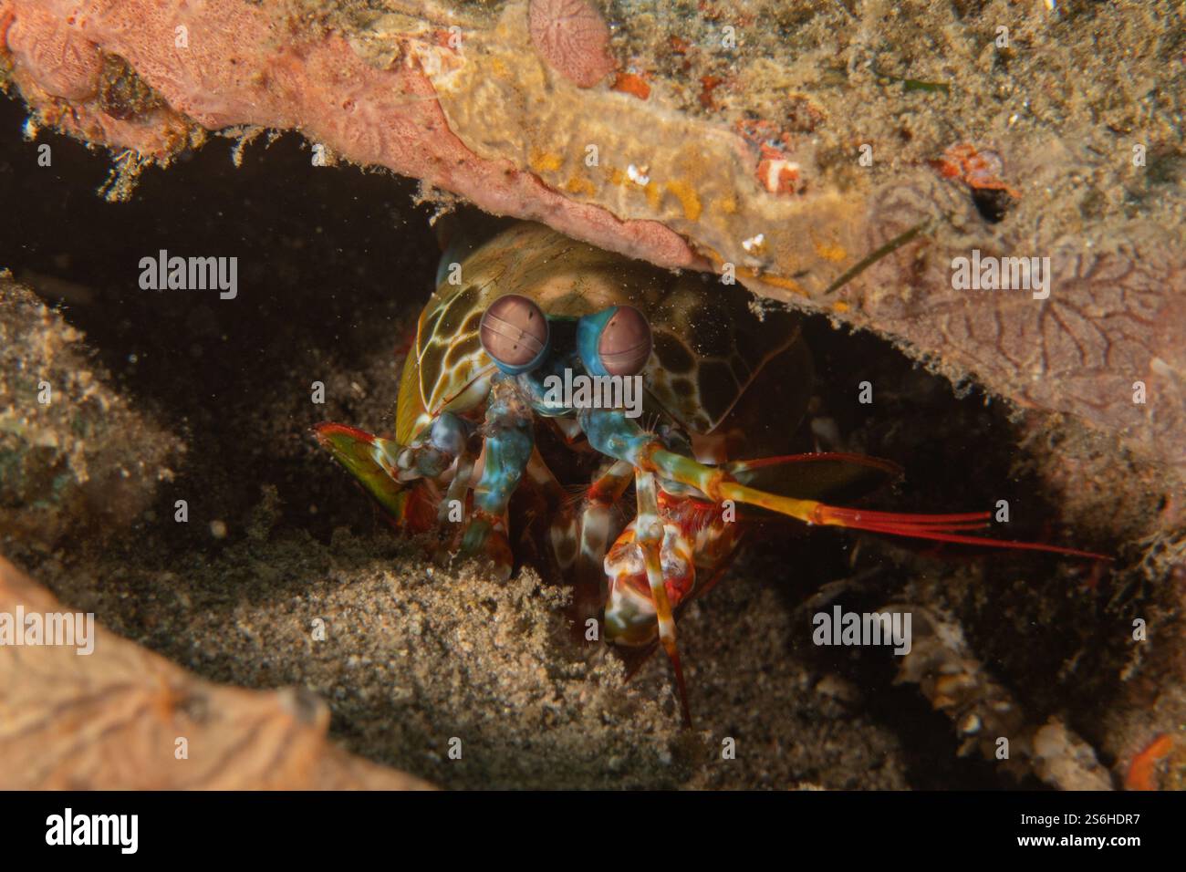 Mantis crayfish in the Sea of the Philippines Stock Photo - Alamy