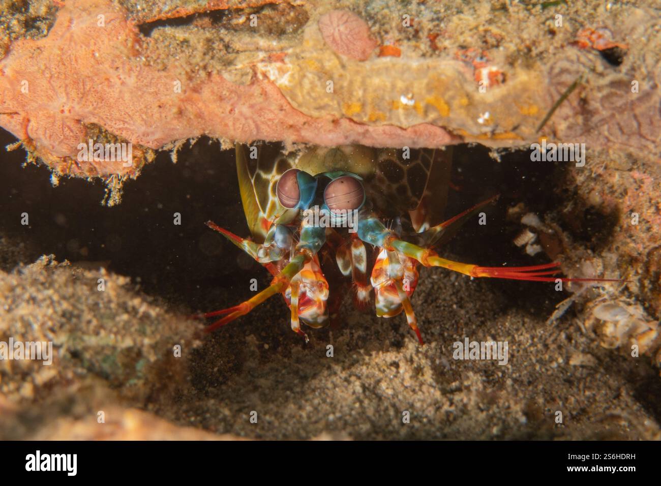 Mantis crayfish in the Sea of the Philippines Stock Photo - Alamy