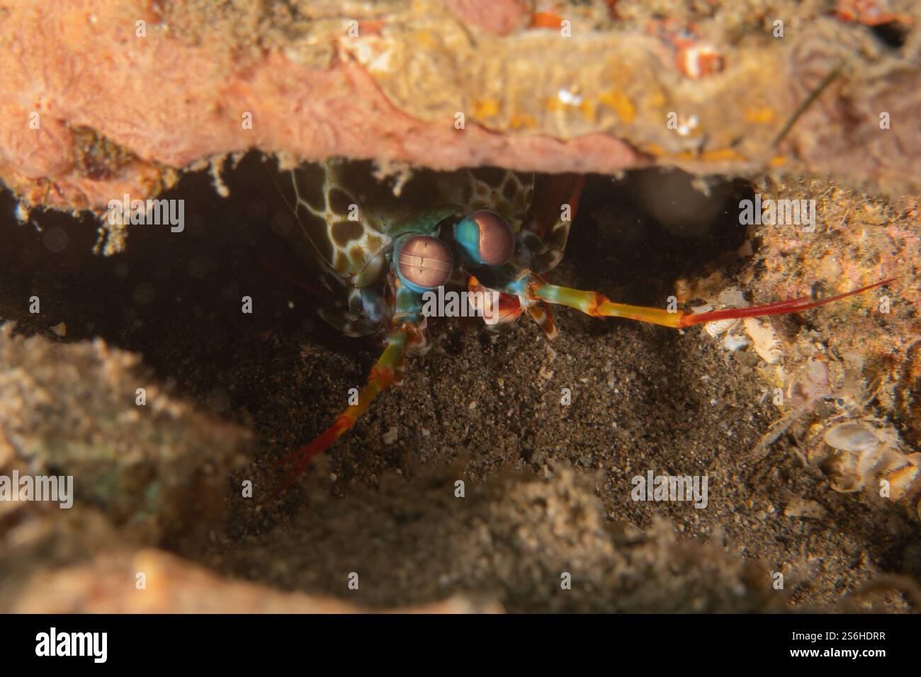 Mantis crayfish in the Sea of the Philippines Stock Photo - Alamy