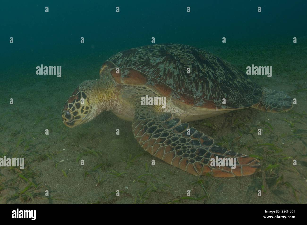 Hawksbill sea turtle in the Sea of the Philippines Stock Photo - Alamy