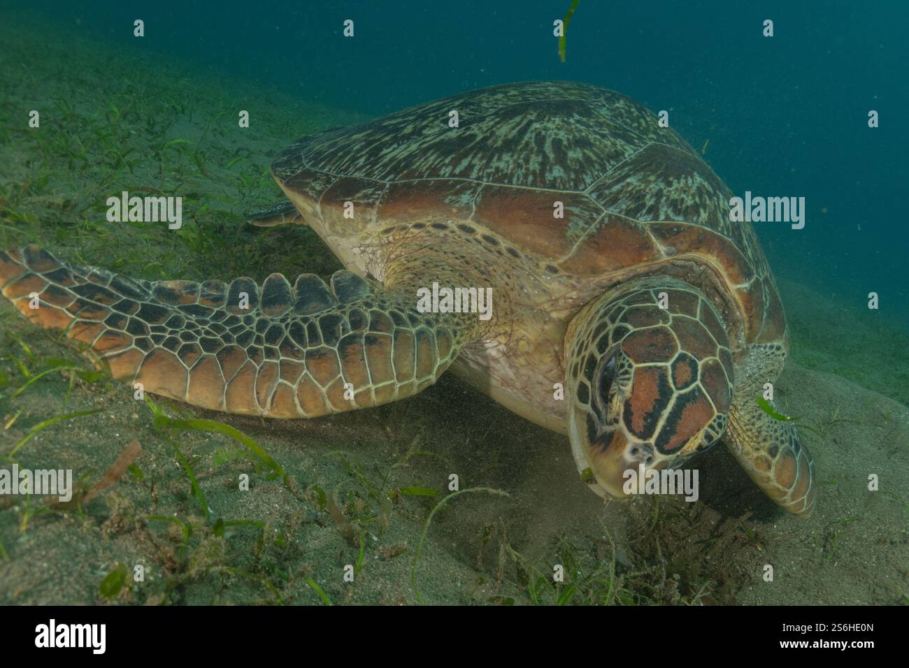 Hawksbill sea turtle in the Sea of the Philippines Stock Photo - Alamy