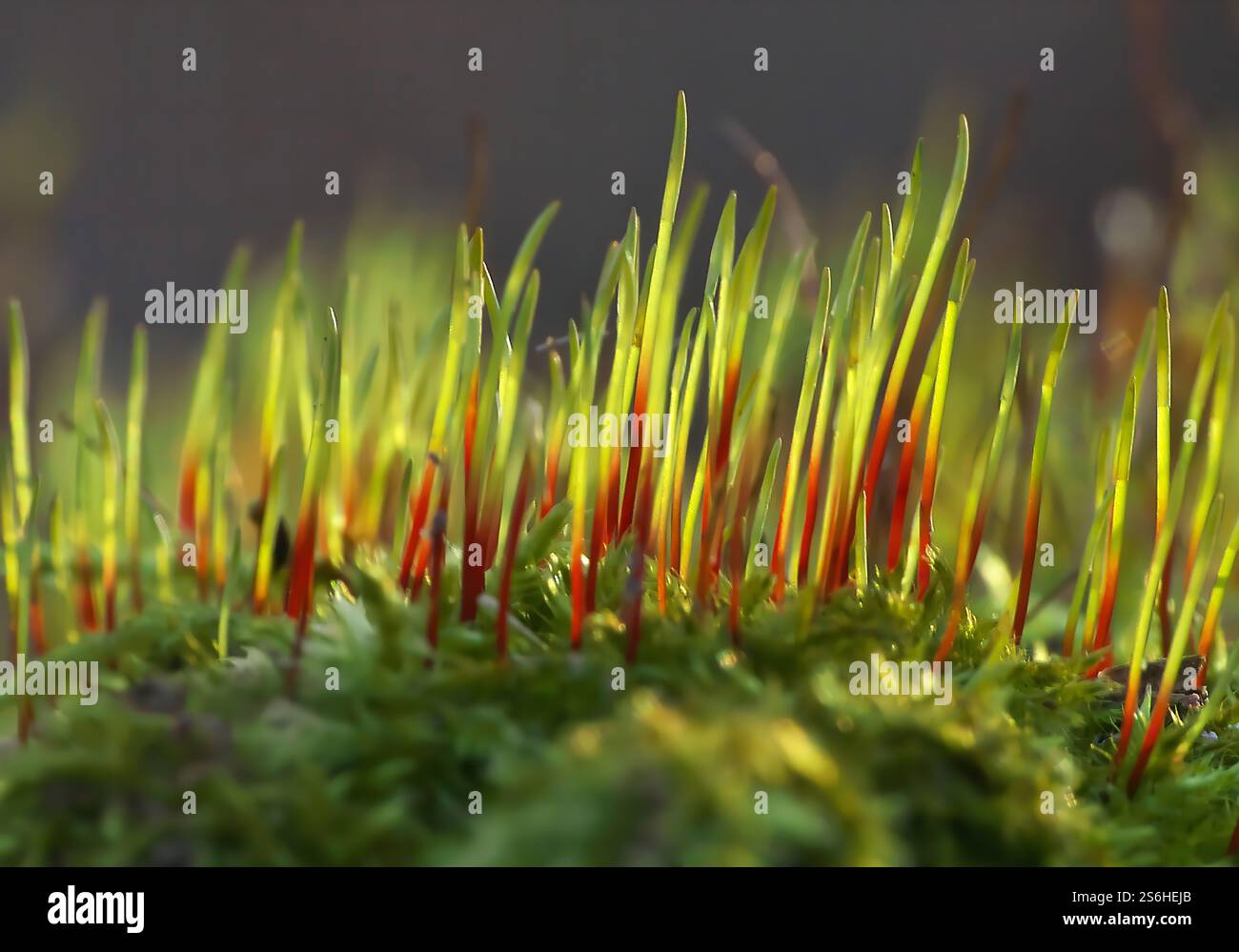 Macro Photography of Moss and Sprouts in Sunlight Stock Photo - Alamy