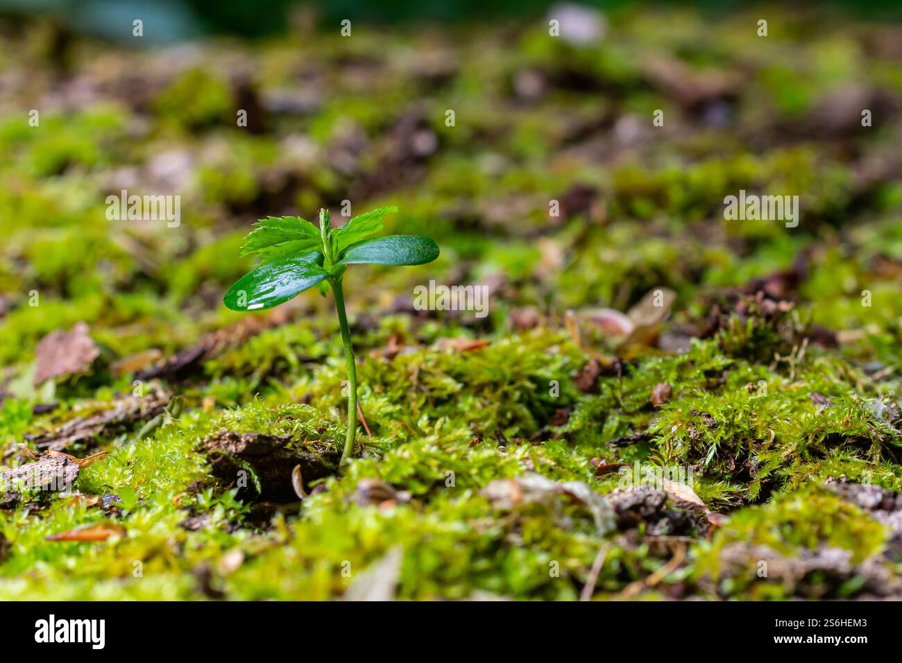 Hornbeam Carpinus betulus tree sprouts germinated in the wild in the ...